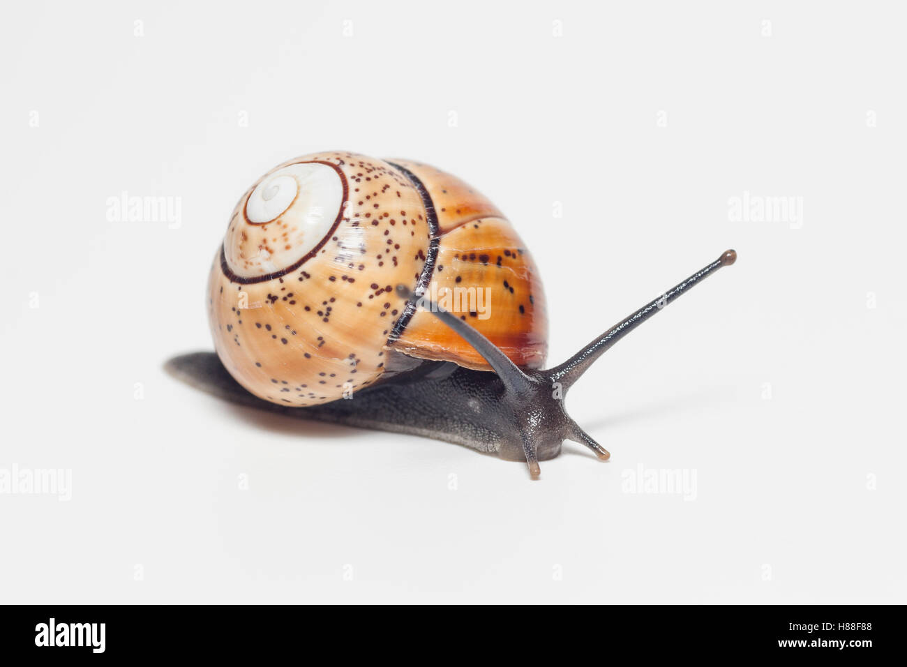 Land Snail (Polymita muscarum splendida), Cuba Stock Photo - Alamy