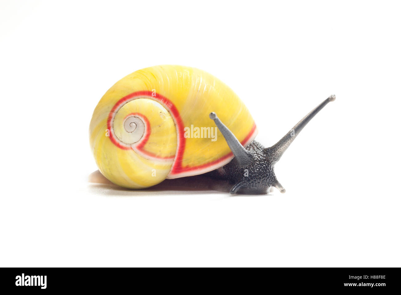 Land Snail (Polymita picta roseolimbata), Cuba Stock Photo - Alamy