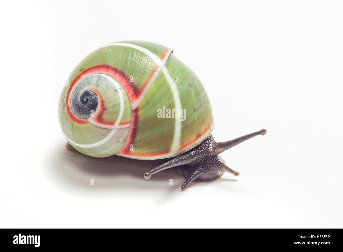 Land Snail (Polymita venusta), Cuba Stock Photo - Alamy