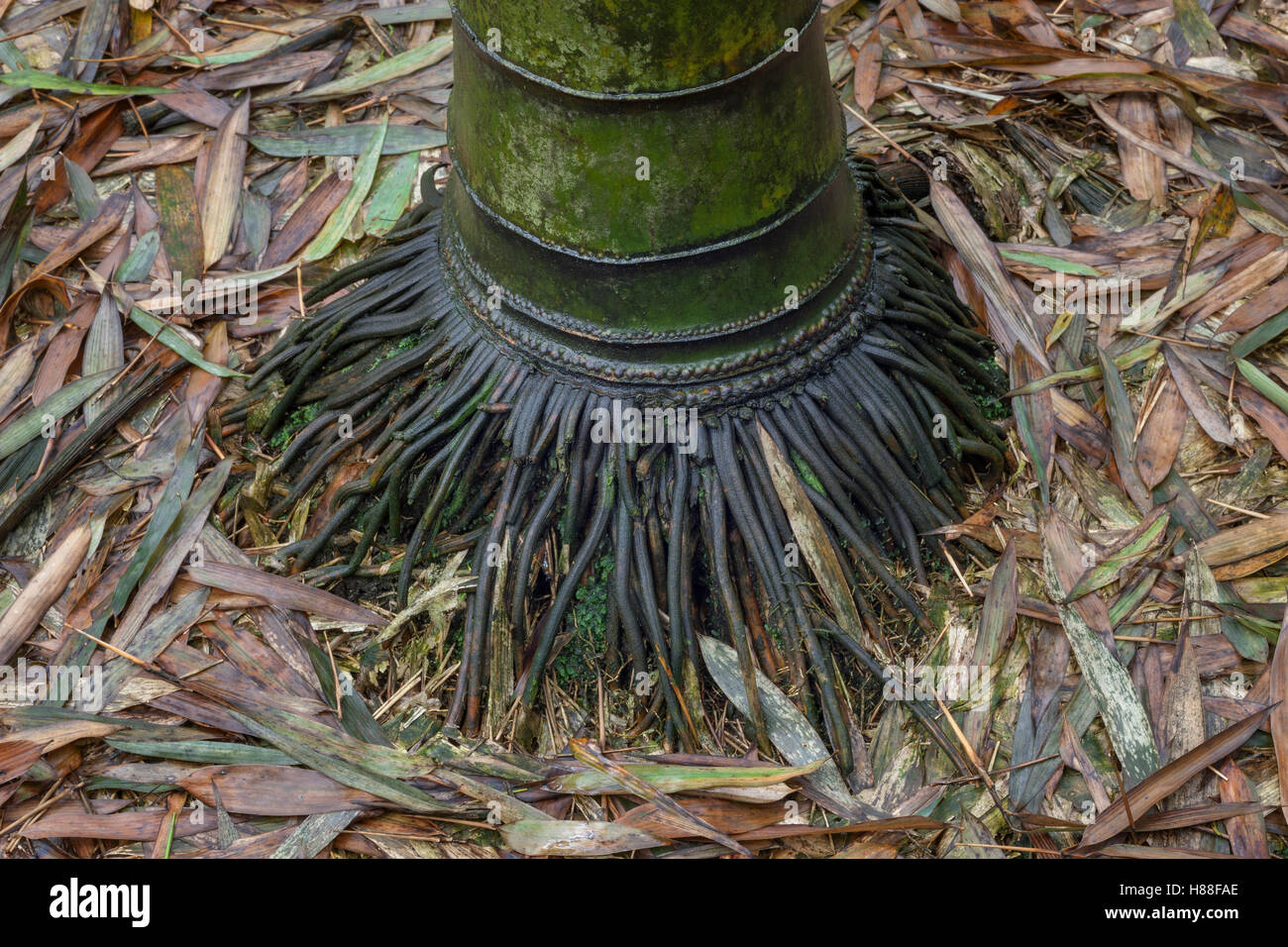 Moso Bamboo (Phyllostachys heterocycla) roots, Shunan Zhuhai National Park, Sichuan, China Stock ...