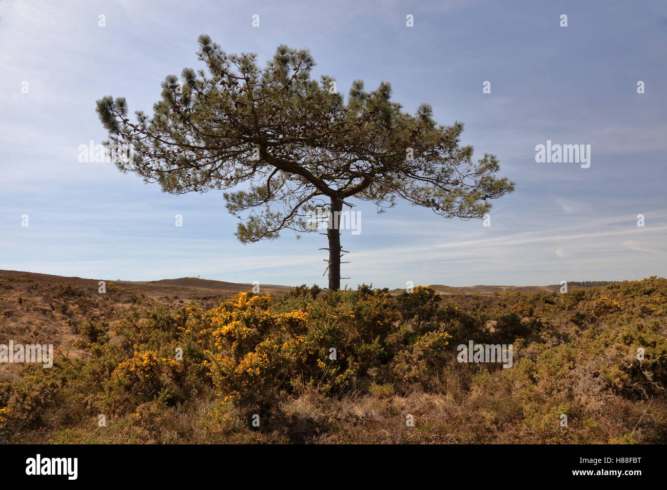 Solitary pine tree prominent on Godlingstone Heath of the Purbecks ...