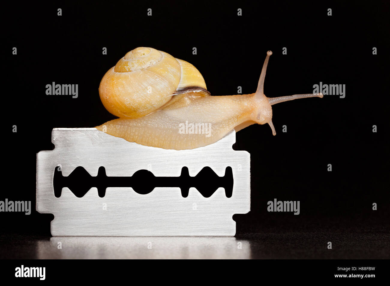 Brown Lipped Snail (Cepaea nemoralis) crawling over razor blade ...