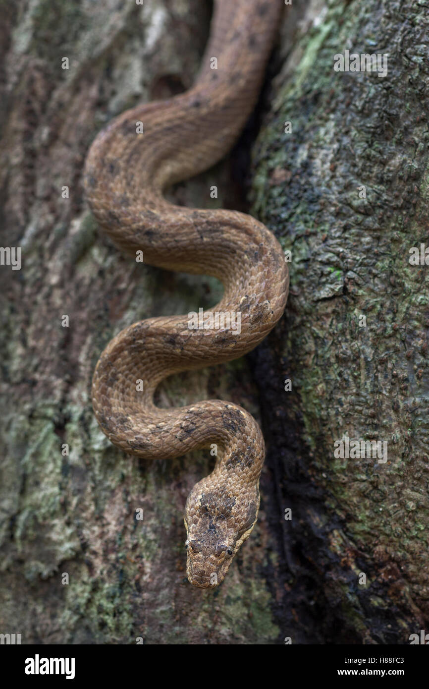 Dusky Dwarf Boa (Tropidophis melanurus) in tree, Vinales Valley, Cuba ...
