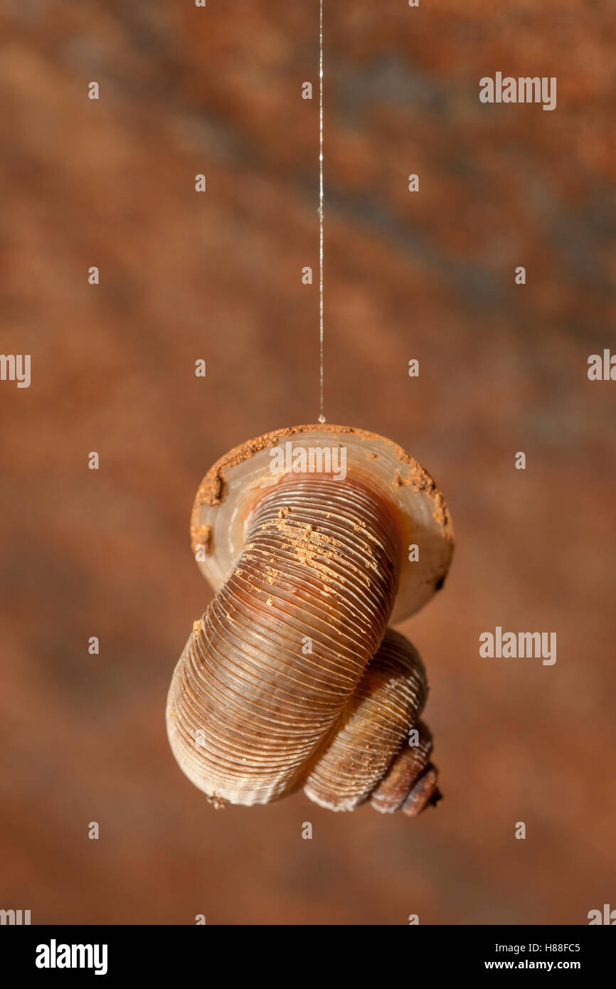 Land Snail (Chondropoma sp) hanging in cave from mucus string, Cuba ...