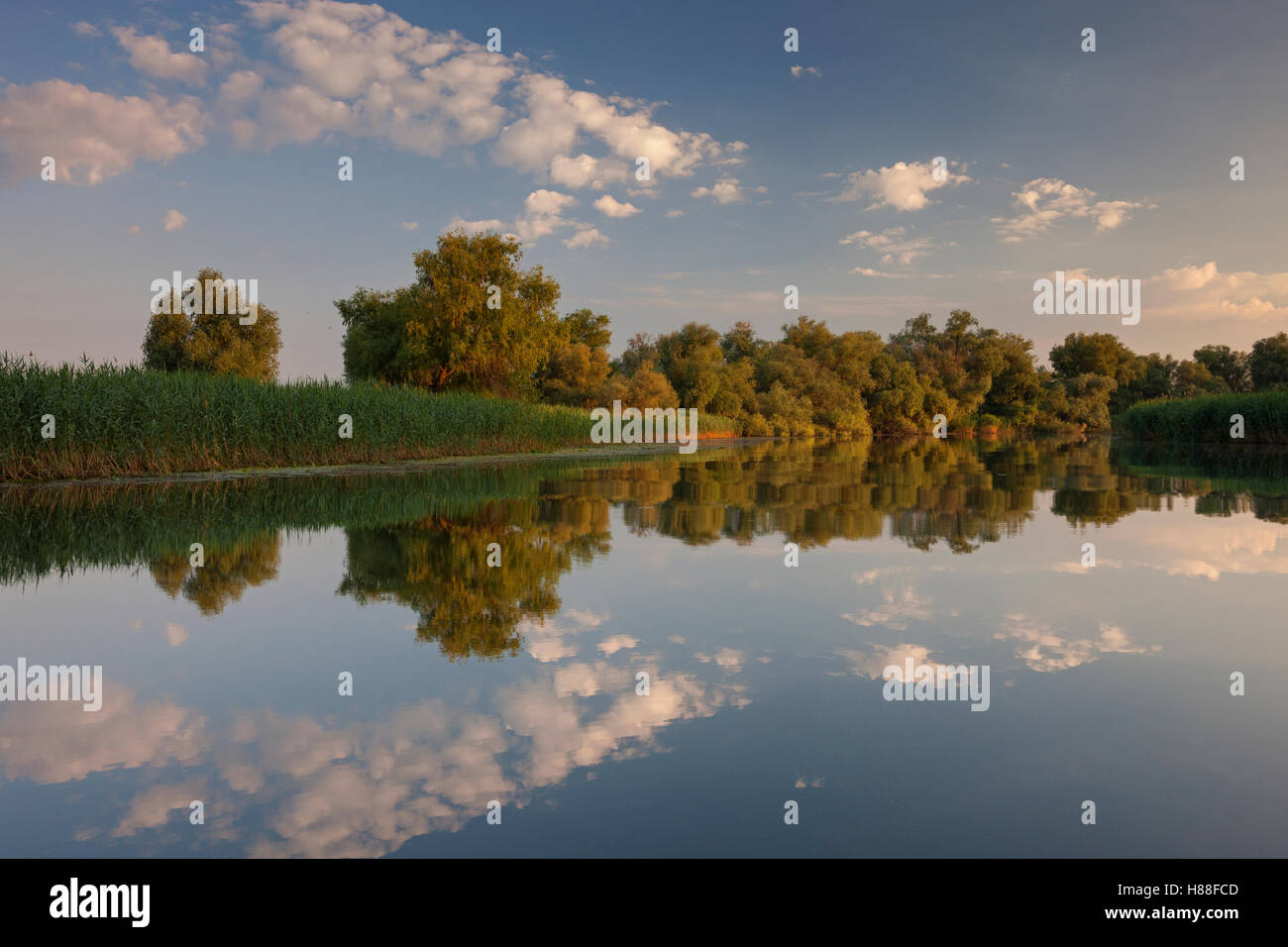 Willow (Salix sp) trees and reeds, Danube Delta, Romania Stock Photo ...
