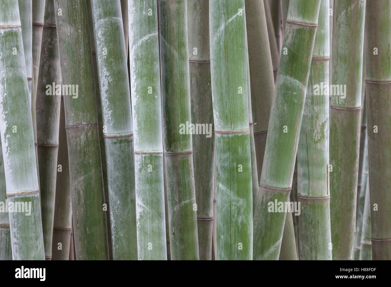 Bamboo stems, Sichuan, China Stock Photo - Alamy