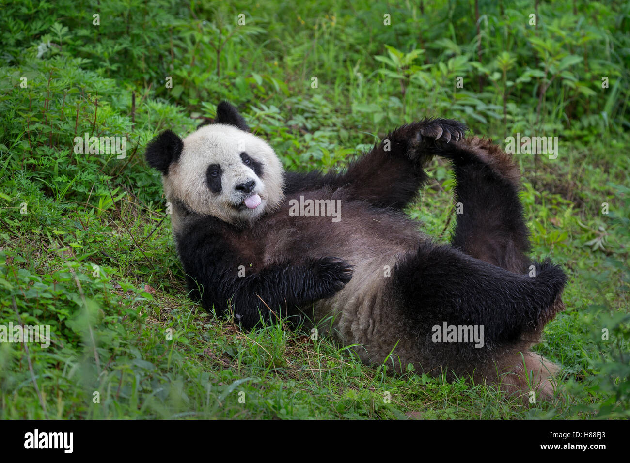 Giant Panda (Ailuropoda melanoleuca) stretching, China Stock Photo - Alamy