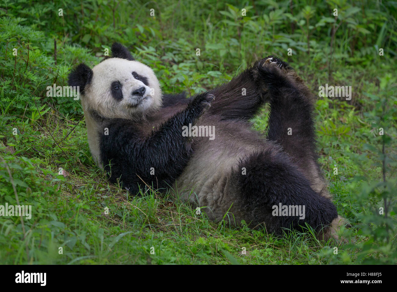 Giant Panda (Ailuropoda melanoleuca) stretching, China Stock Photo - Alamy