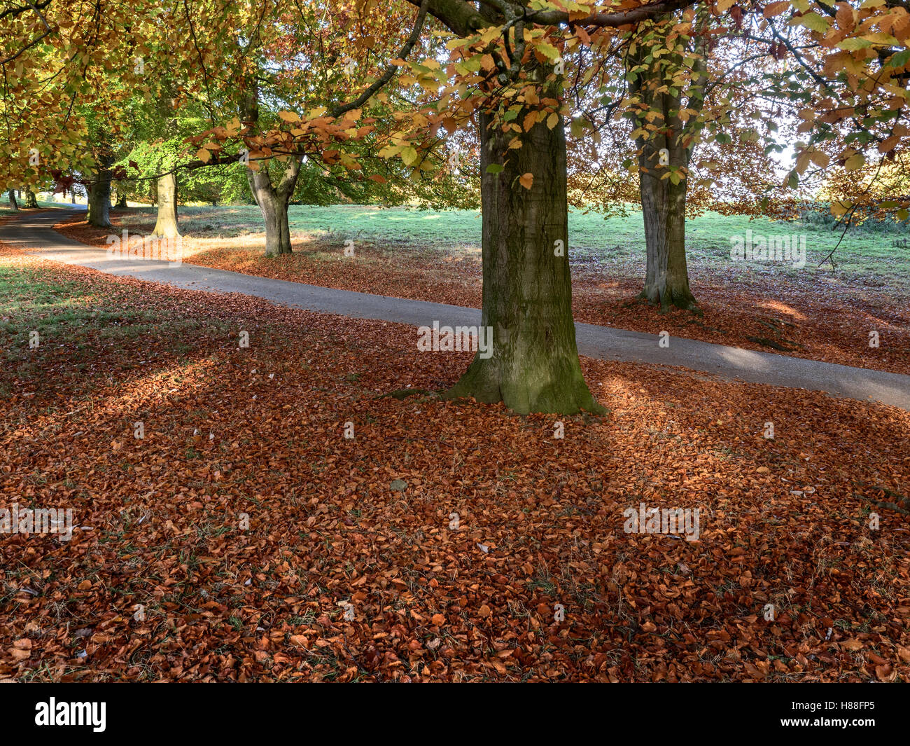 Autumn Trees along a Driveway at Studley Royal Ripon Yorkshire England ...