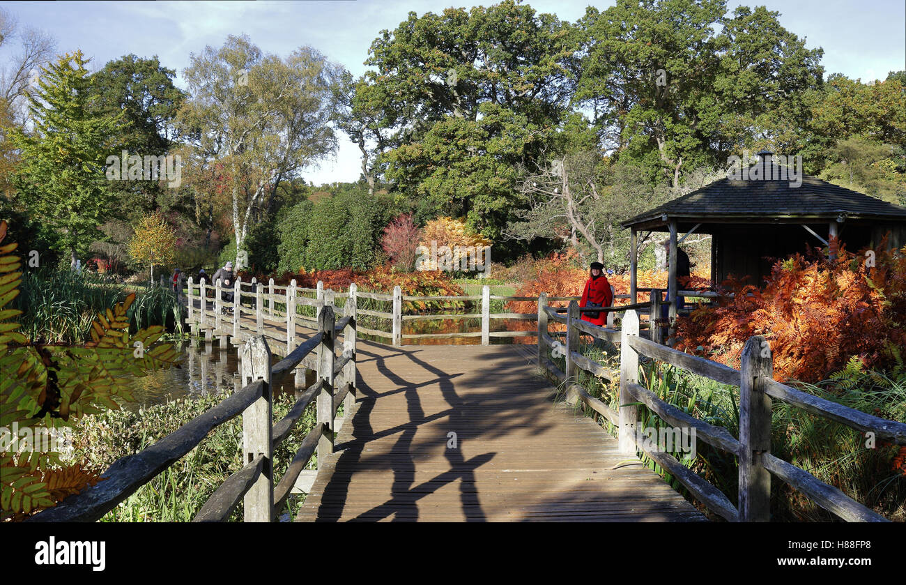 In windsor great park hi-res stock photography and images - Alamy