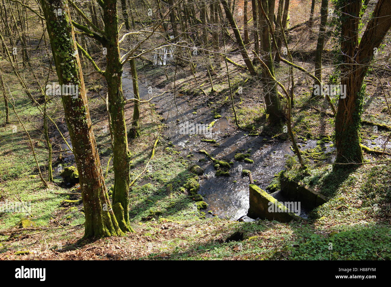Small stream Soultzbach near Langensoultzbach, Vosges, France Stock ...