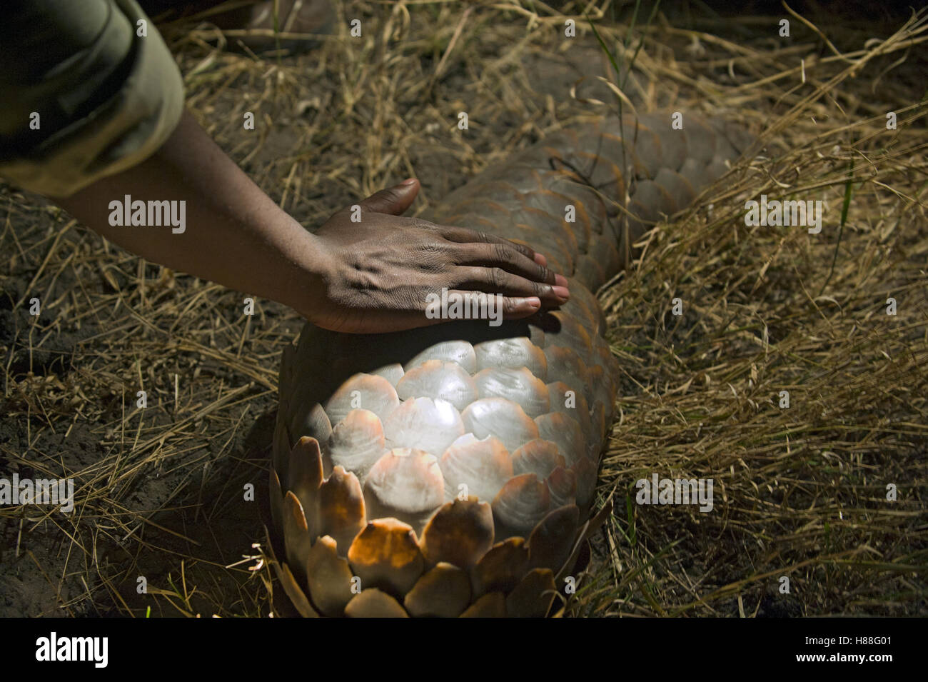 Cape Pangolin (Manis temminckii) being touched by safari guide, thought ...