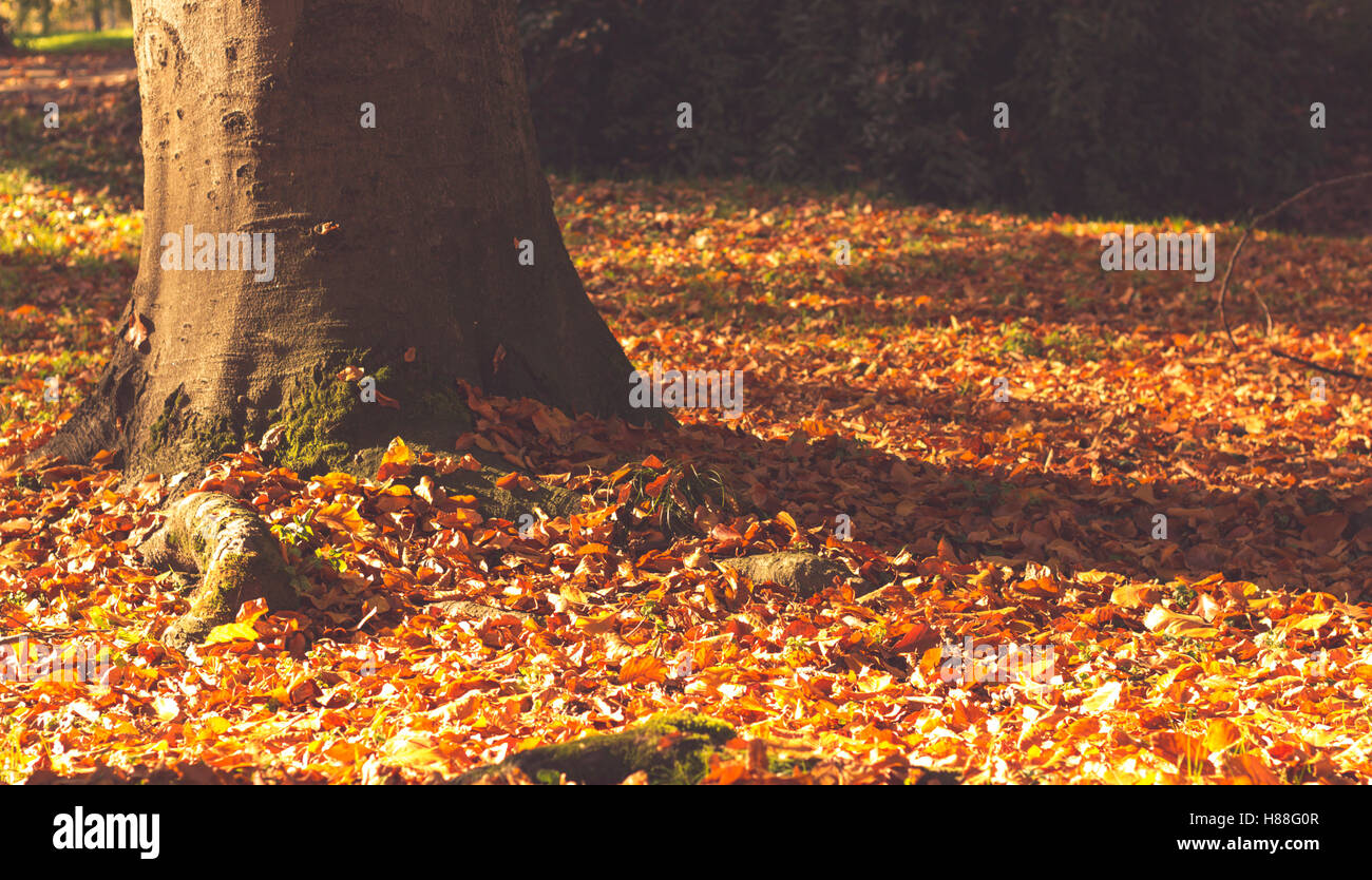 Radici hi-res stock photography and images - Alamy