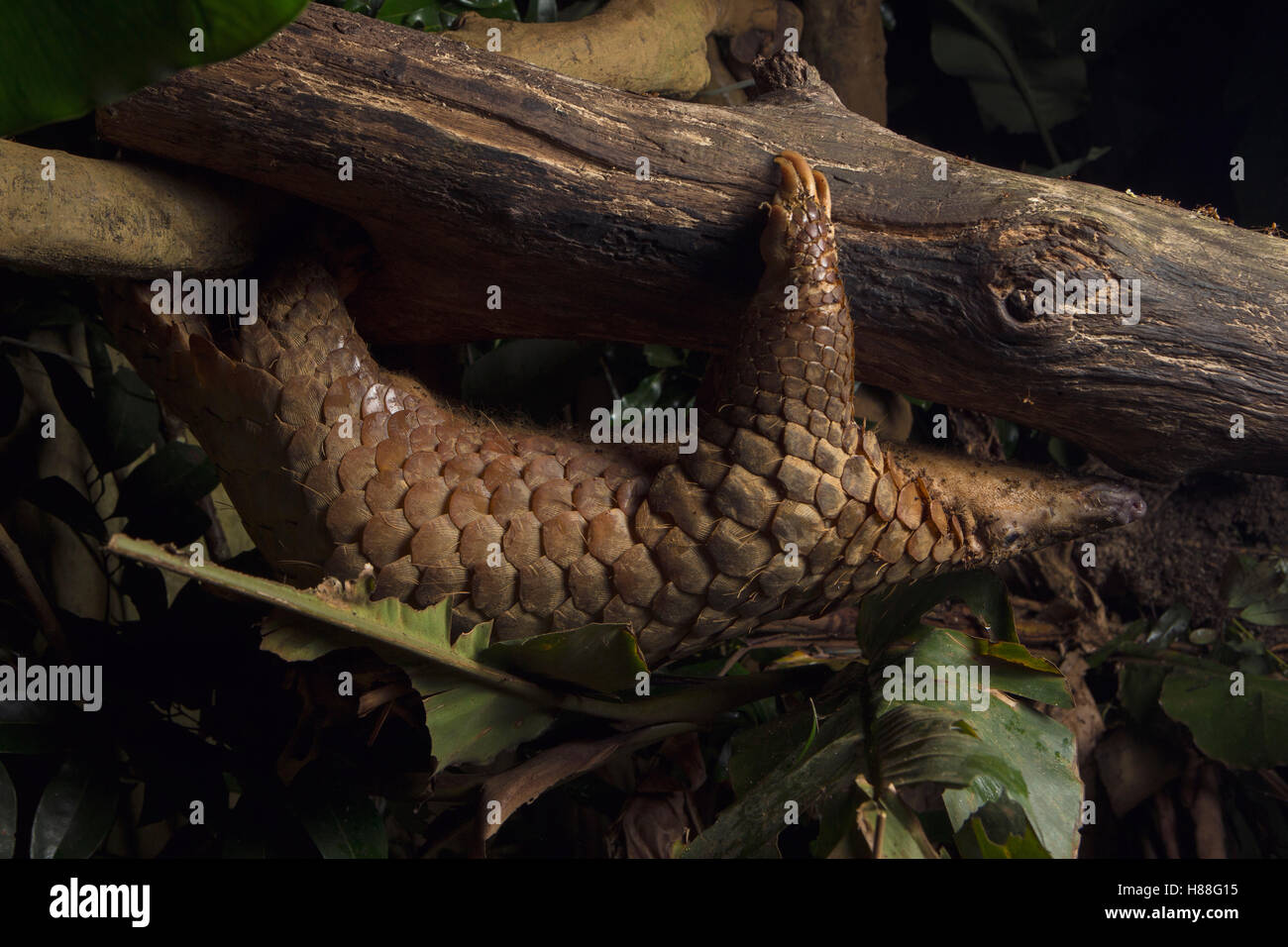 Malayan Pangolin (Manis javanica) hanging in tree, Cuc Phuong National ...