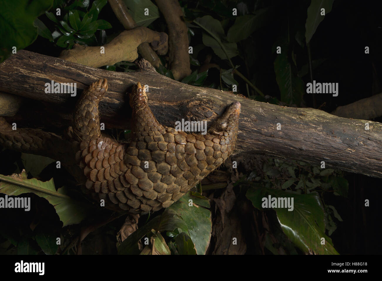 Malayan Pangolin (Manis javanica) hanging in tree, Cuc Phuong National ...