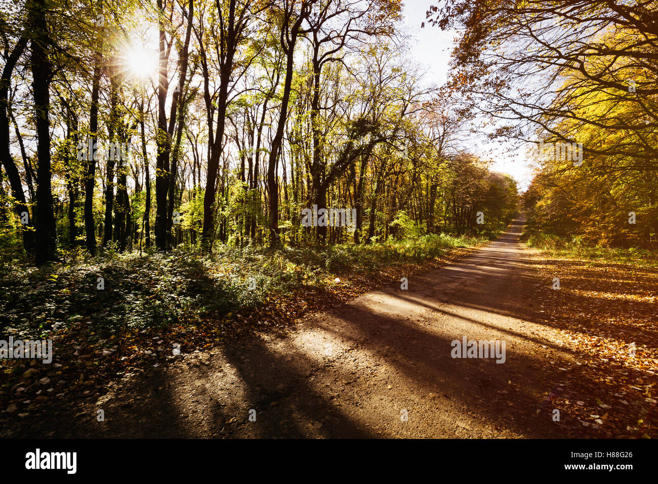 Beautiful forest landscape hi-res stock photography and images - Alamy