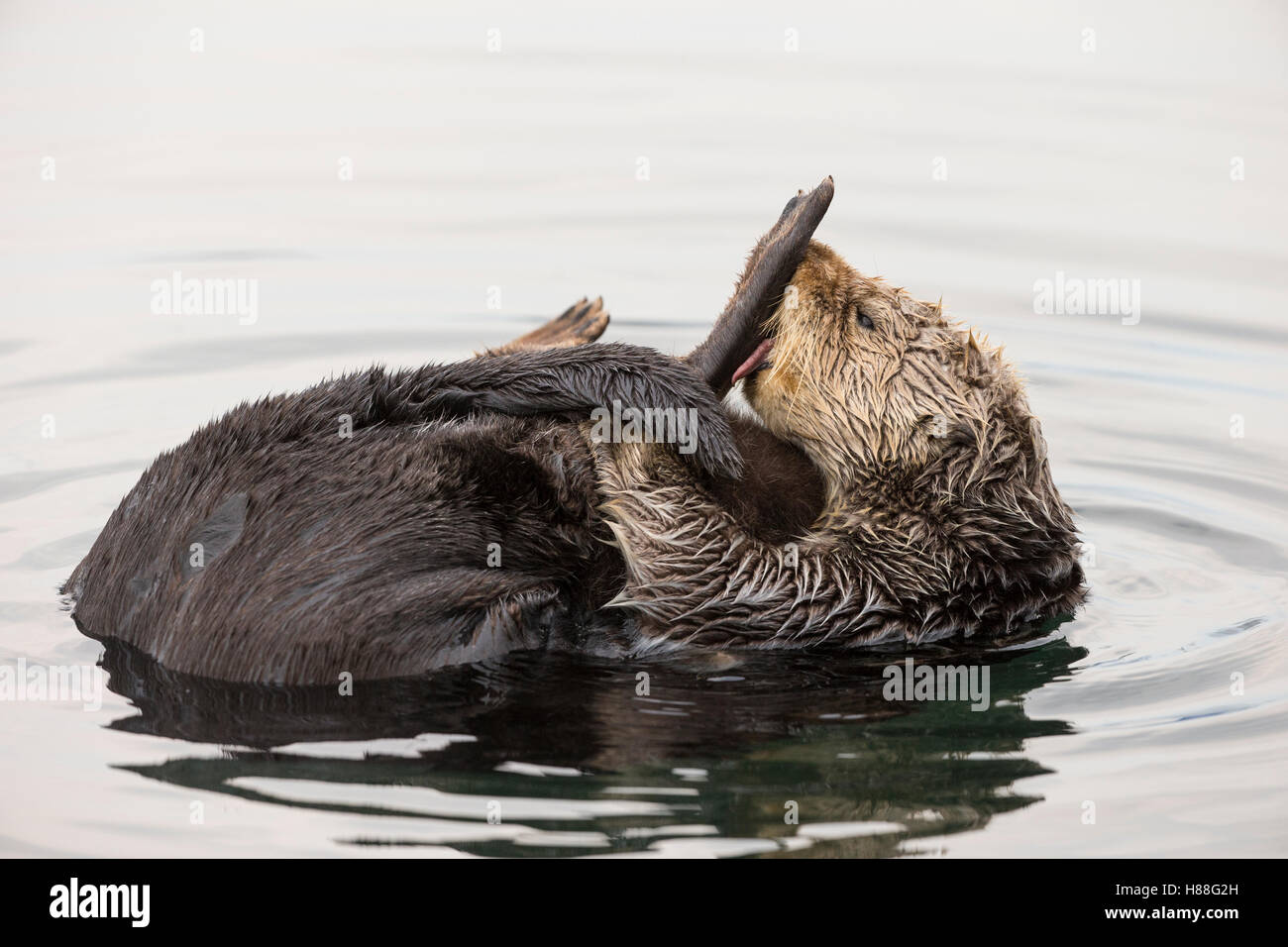 Sea Otter (Enhydra lutris) grooming, Monterey Bay, California Stock ...