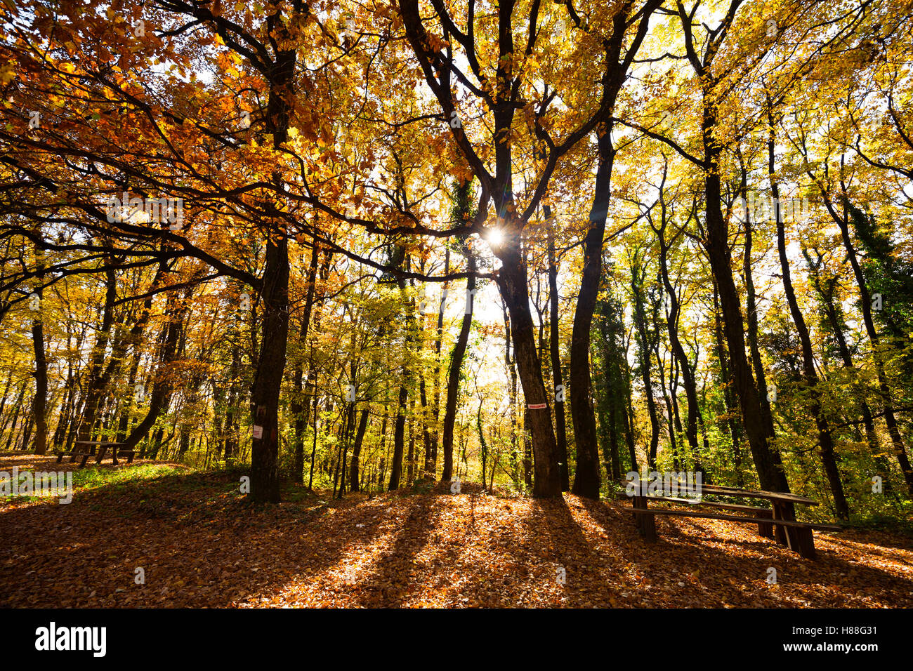 Beautiful forest landscape hi-res stock photography and images - Alamy