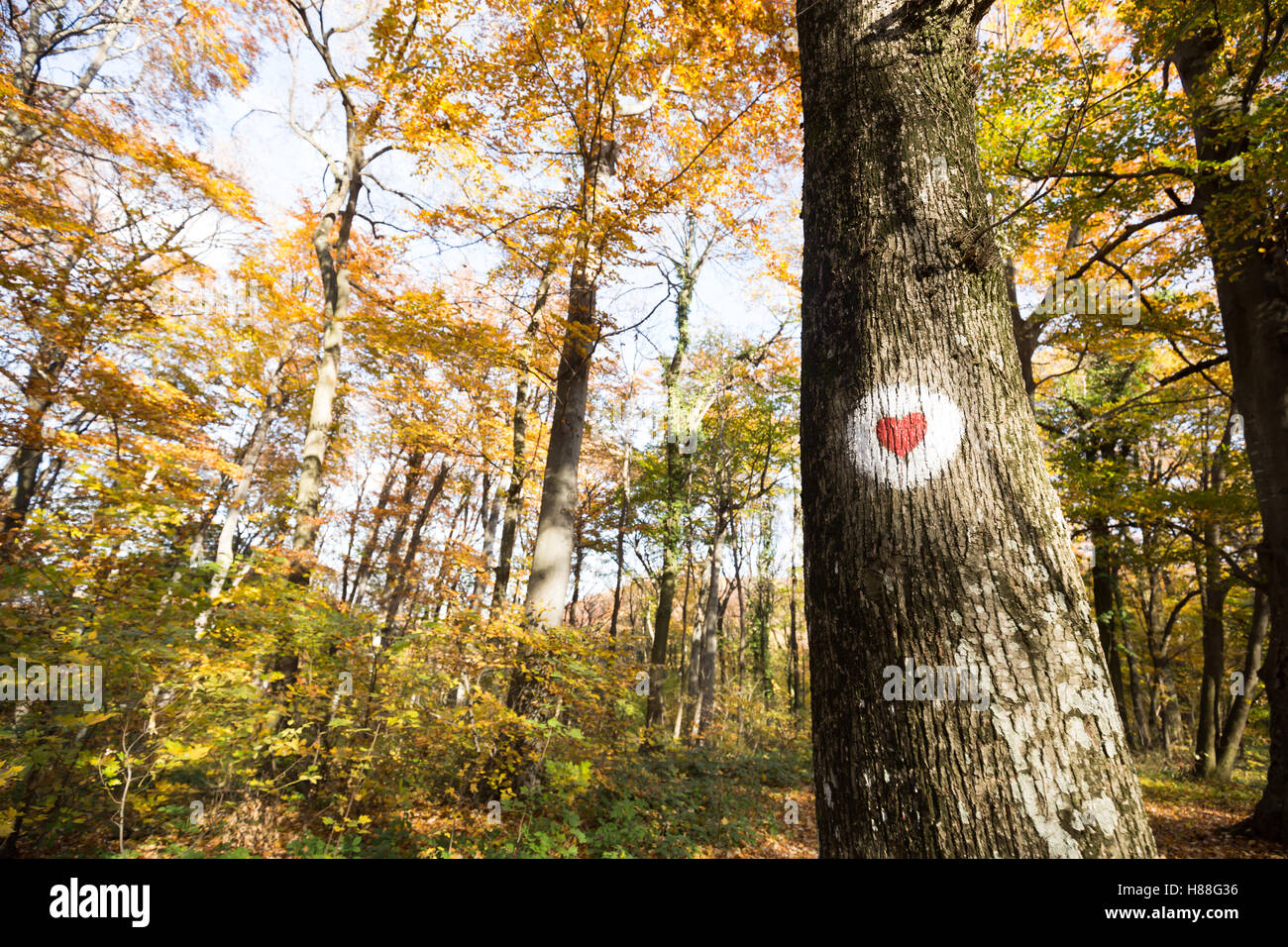 Protection of trees and environment and planet Stock Photo - Alamy