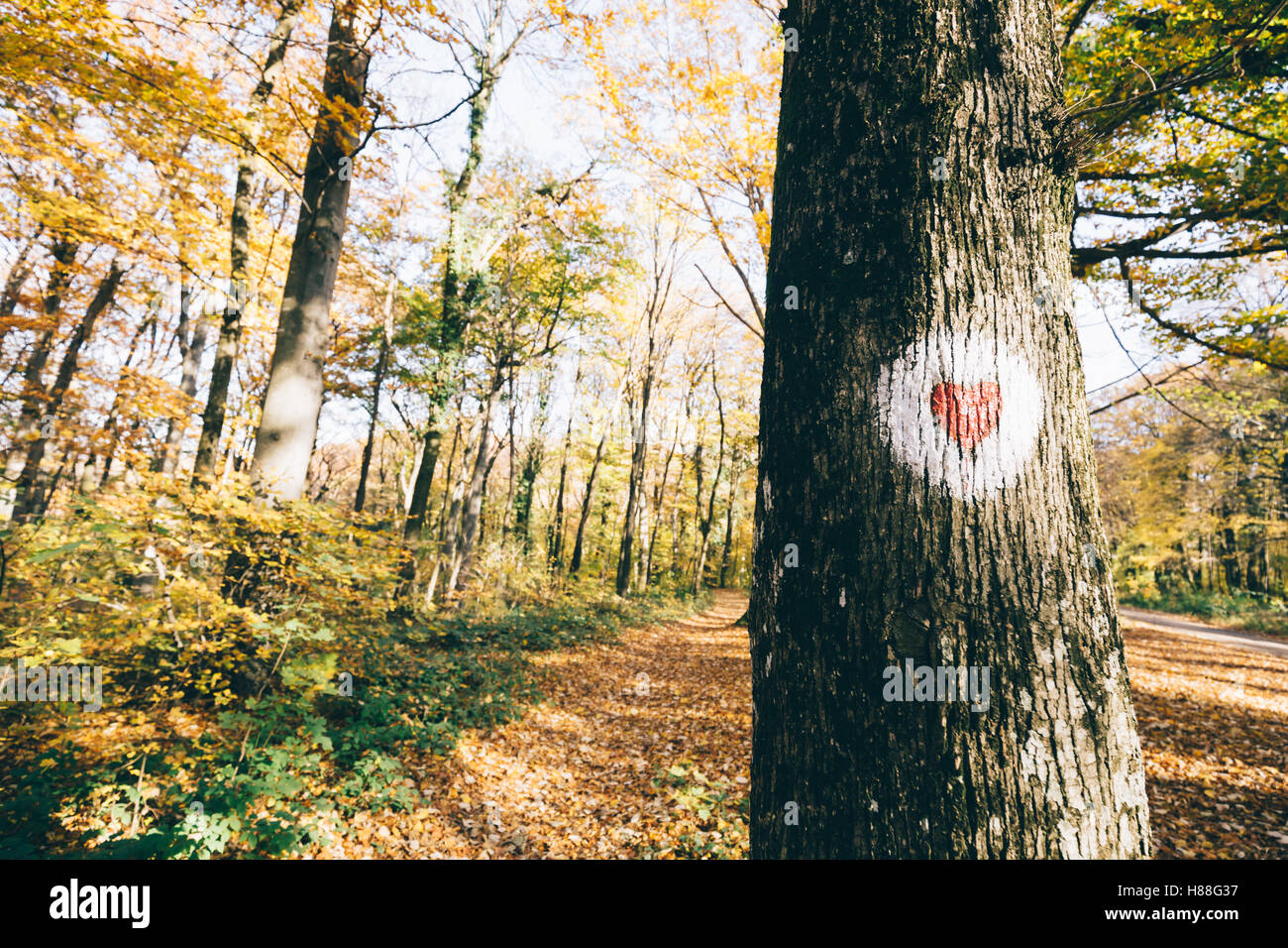 Protection of trees hi-res stock photography and images - Alamy