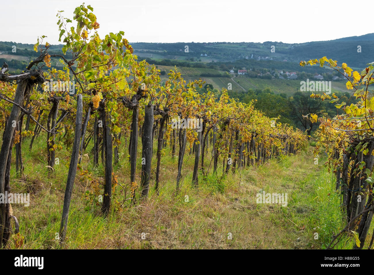 Balaton lake wine hi-res stock photography and images - Alamy