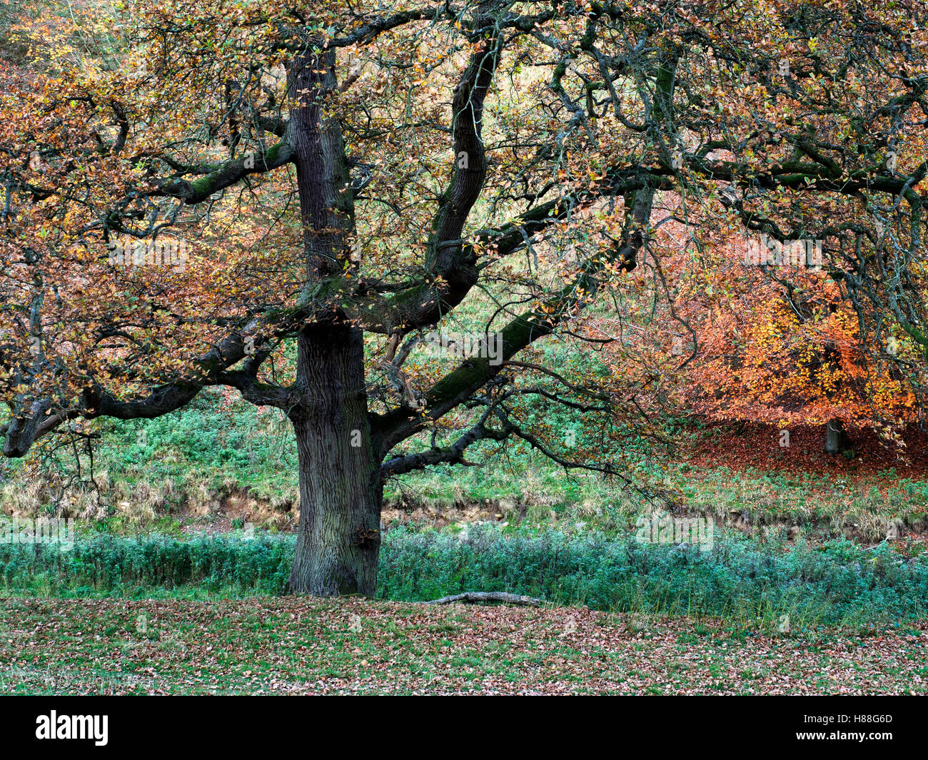 Royal oak tree hi-res stock photography and images - Alamy
