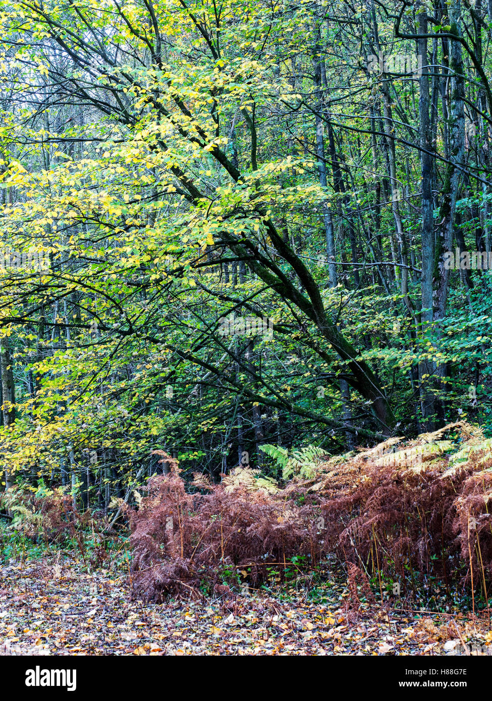 Autumn Trees in Chinese Wood on the Seven Bridges Walk near Studley ...