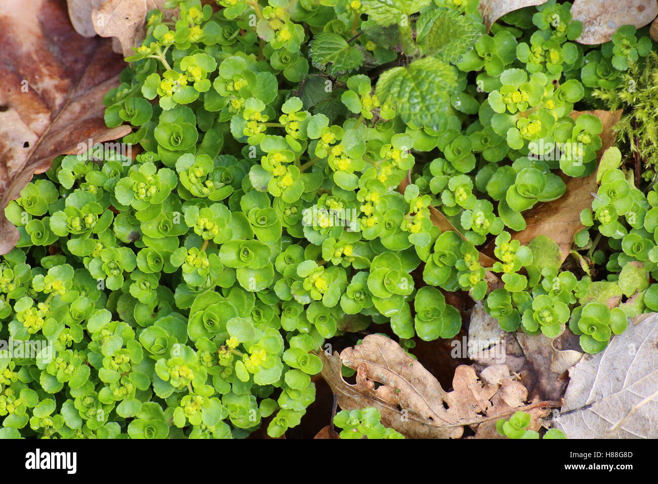 Opposite leaved golden saxifrage (Chrysosplenium oppositifolium) plant ...