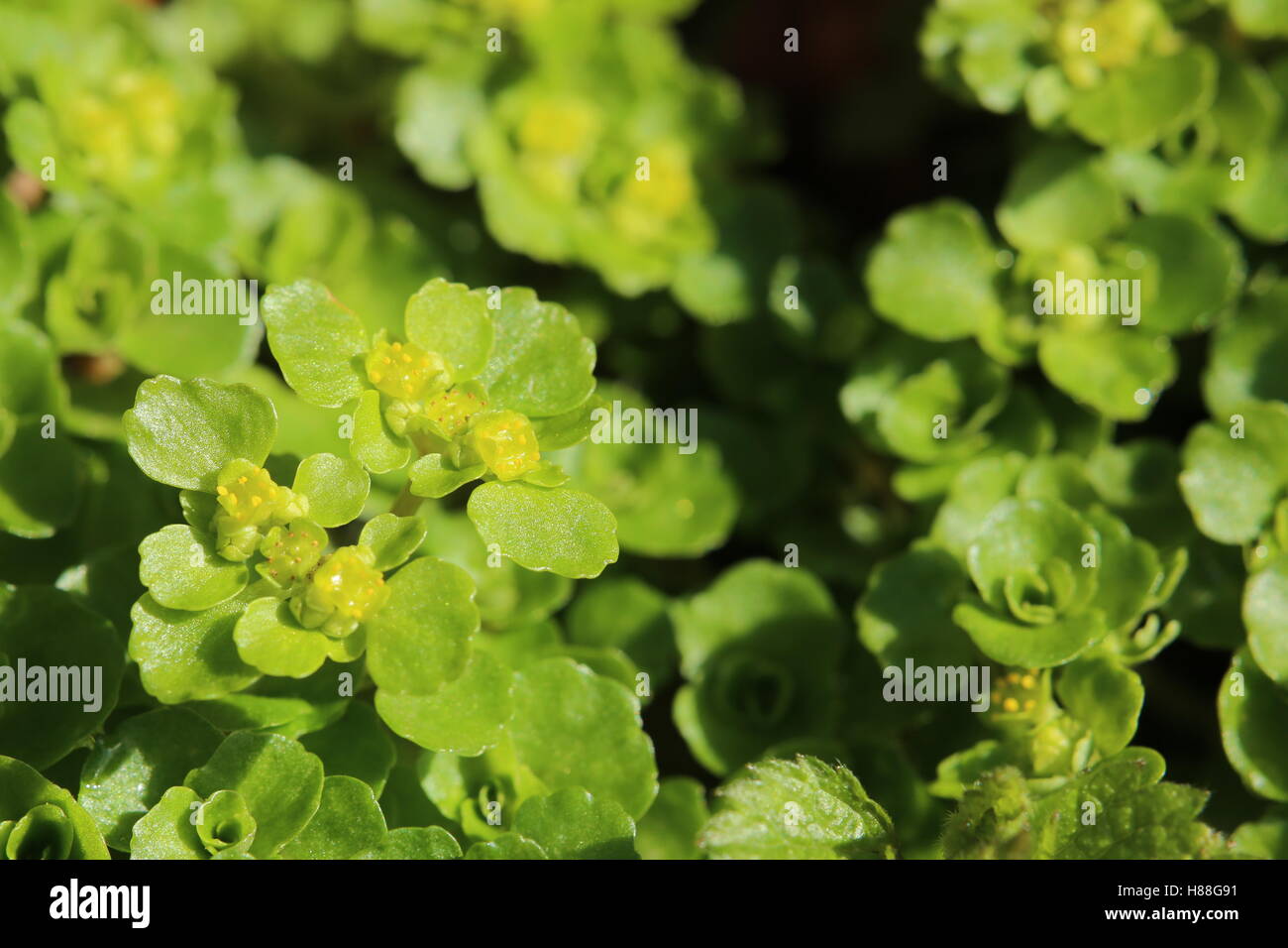 Opposite leaved golden saxifrage (Chrysosplenium oppositifolium ...