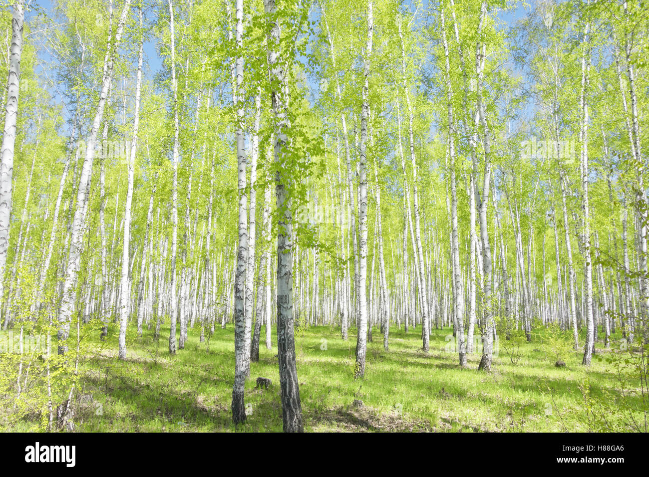 birch forest background Stock Photo - Alamy
