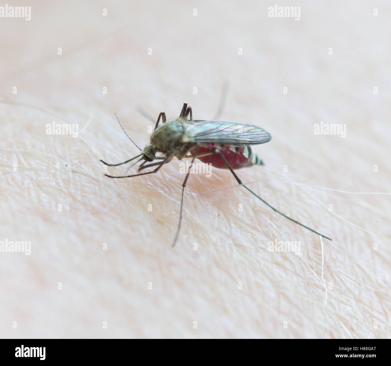Mosquito Skin Stock Photos & Mosquito Skin Stock Images - Alamy
