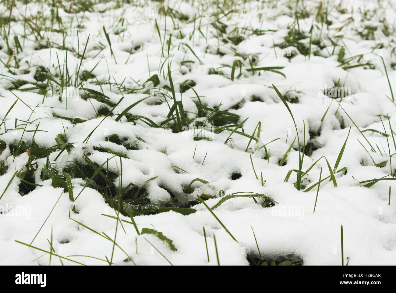 Green grass and white snow hi-res stock photography and images - Alamy