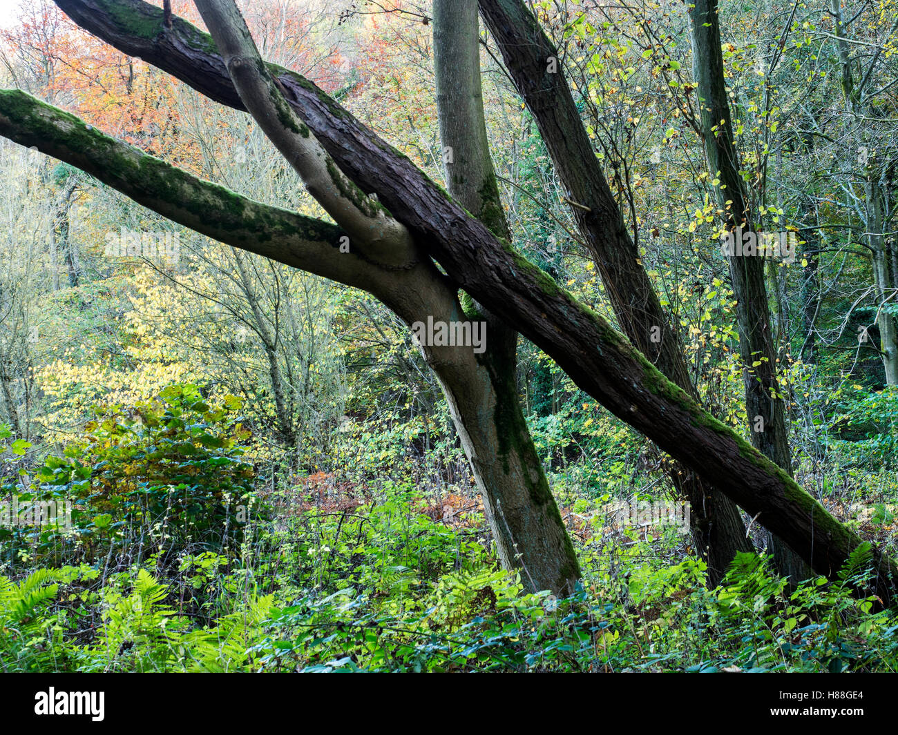 Autumn Trees in Chinese Wood on the Seven Bridges Walk near Studley ...