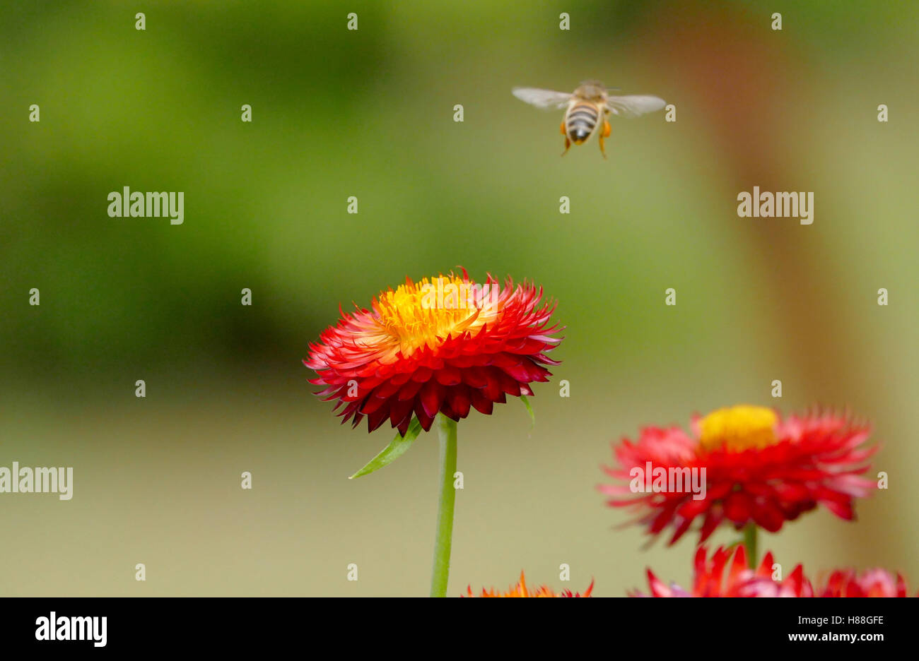 Honey bee collecting pollen from flowers Stock Photo - Alamy