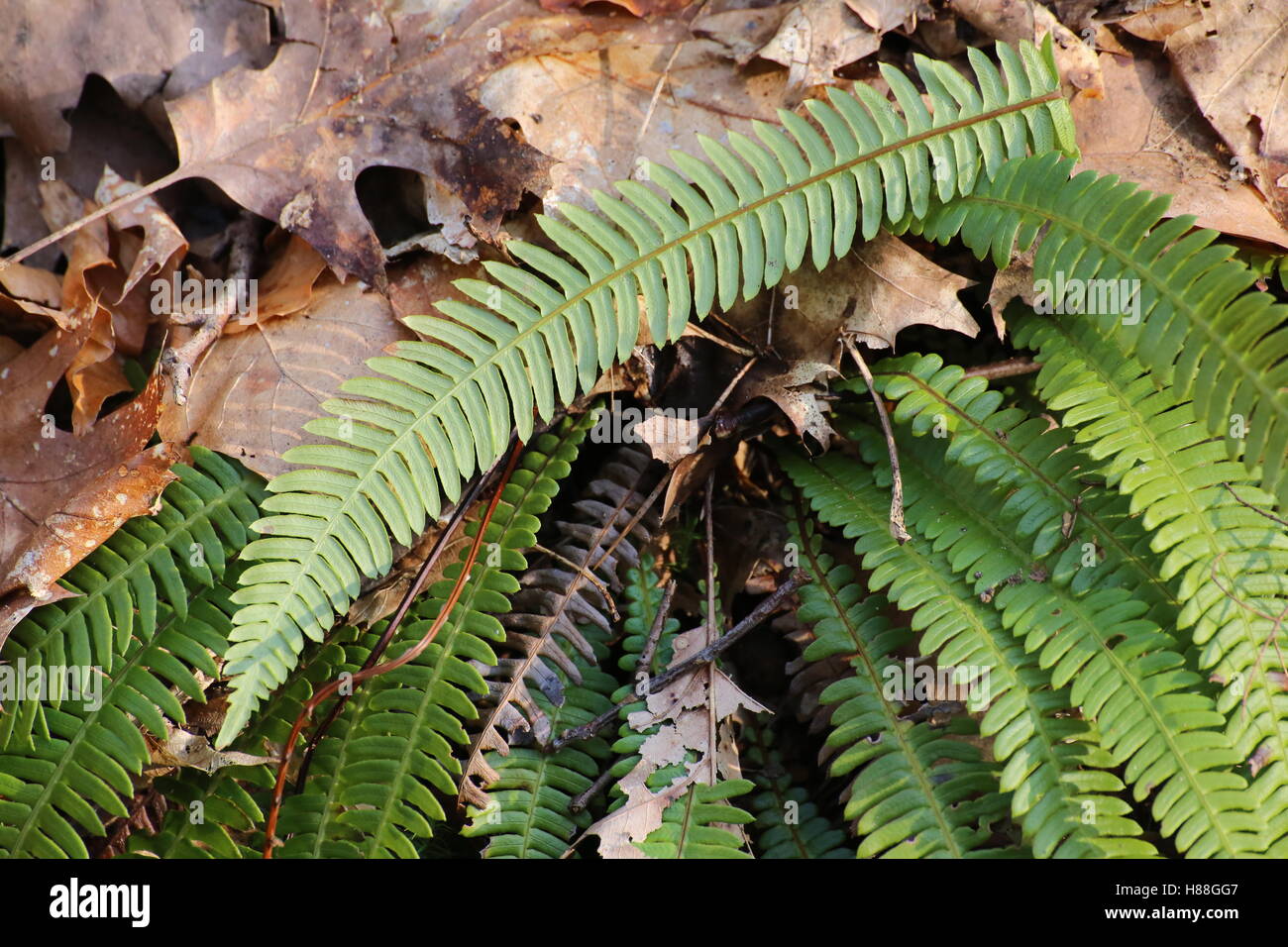 Hard-fern (Blechnum spicant) plant under dry foliage Stock Photo - Alamy