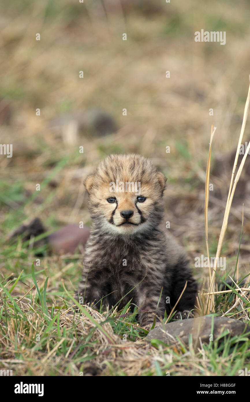 Cheetah (Acinonyx jubatus) sixteen day old cub, Masai Mara, Kenya Stock ...