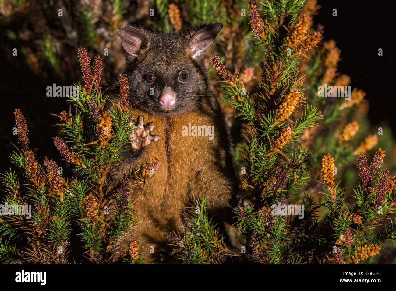 Common Brush-tailed Possum (Trichosurus vulpecula) at night, Cradle ...