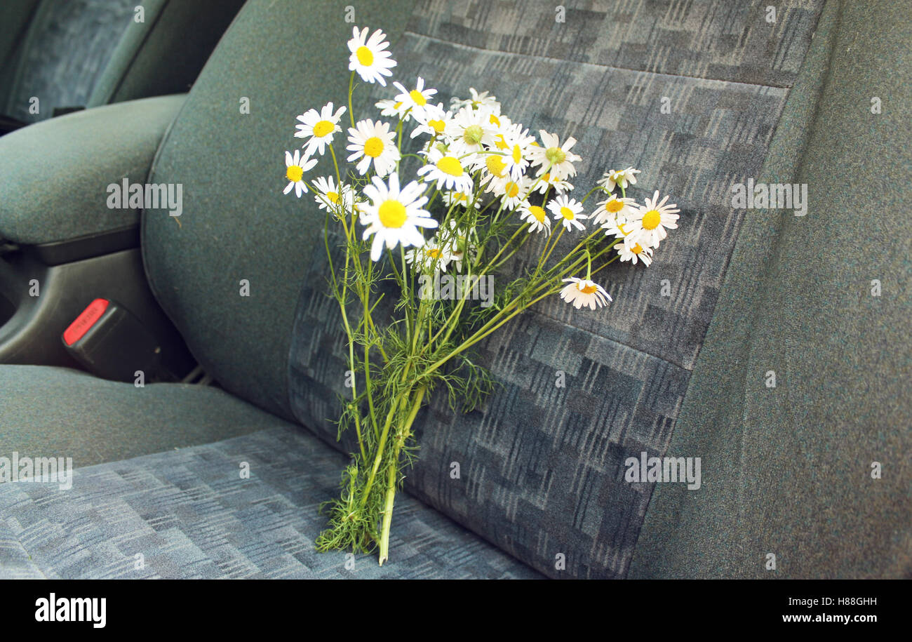 Chamomile seat hi-res stock photography and images - Alamy