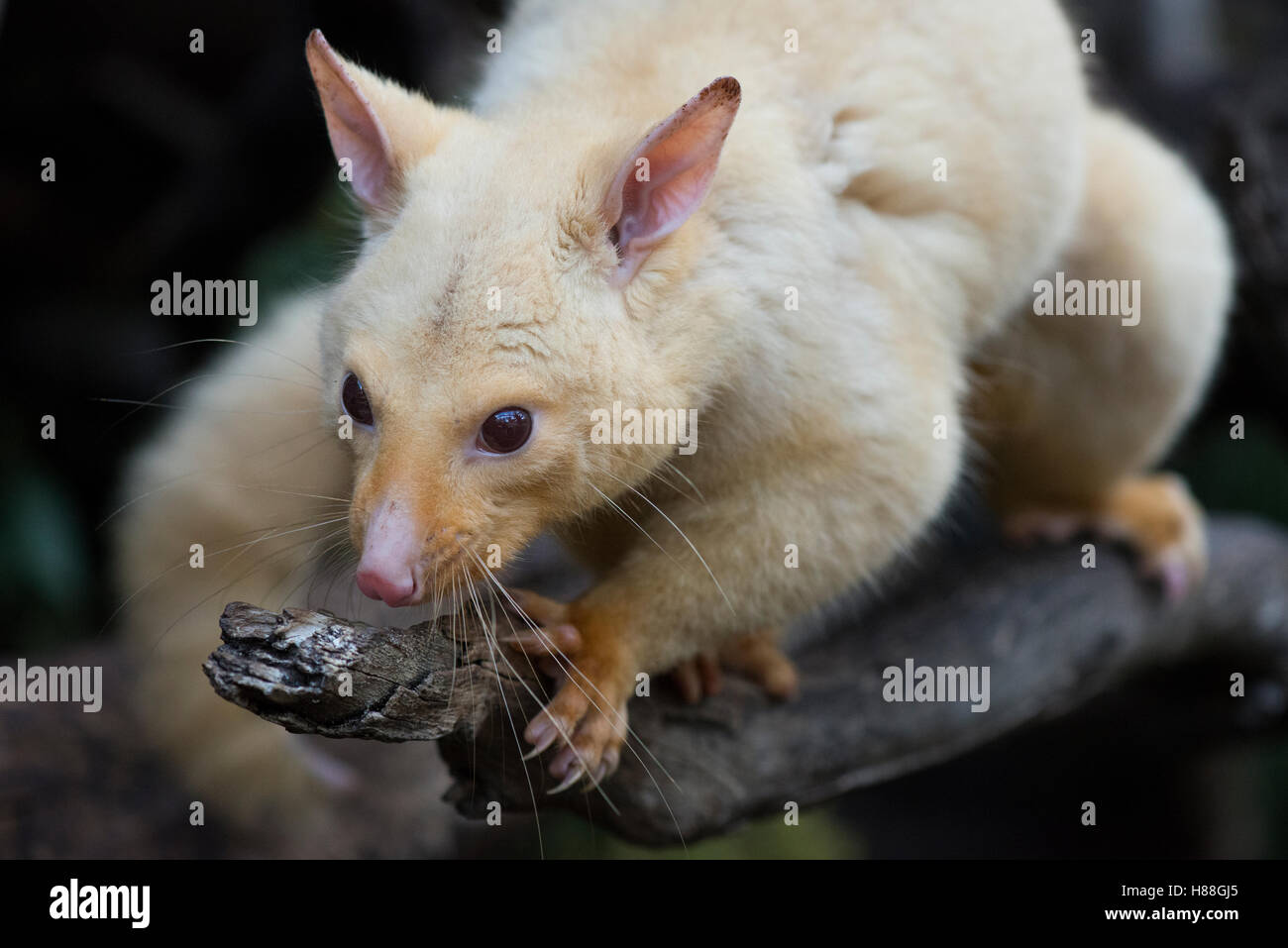 Common Brush-tailed Possum (Trichosurus vulpecula), golden color morph ...