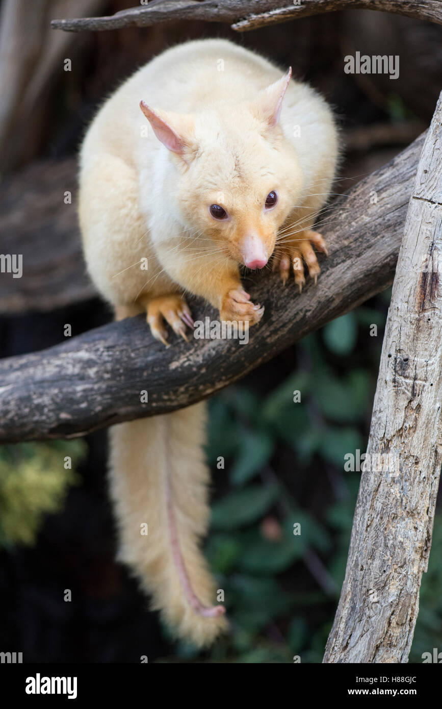 Common Brush-tailed Possum (Trichosurus vulpecula), golden color morph ...