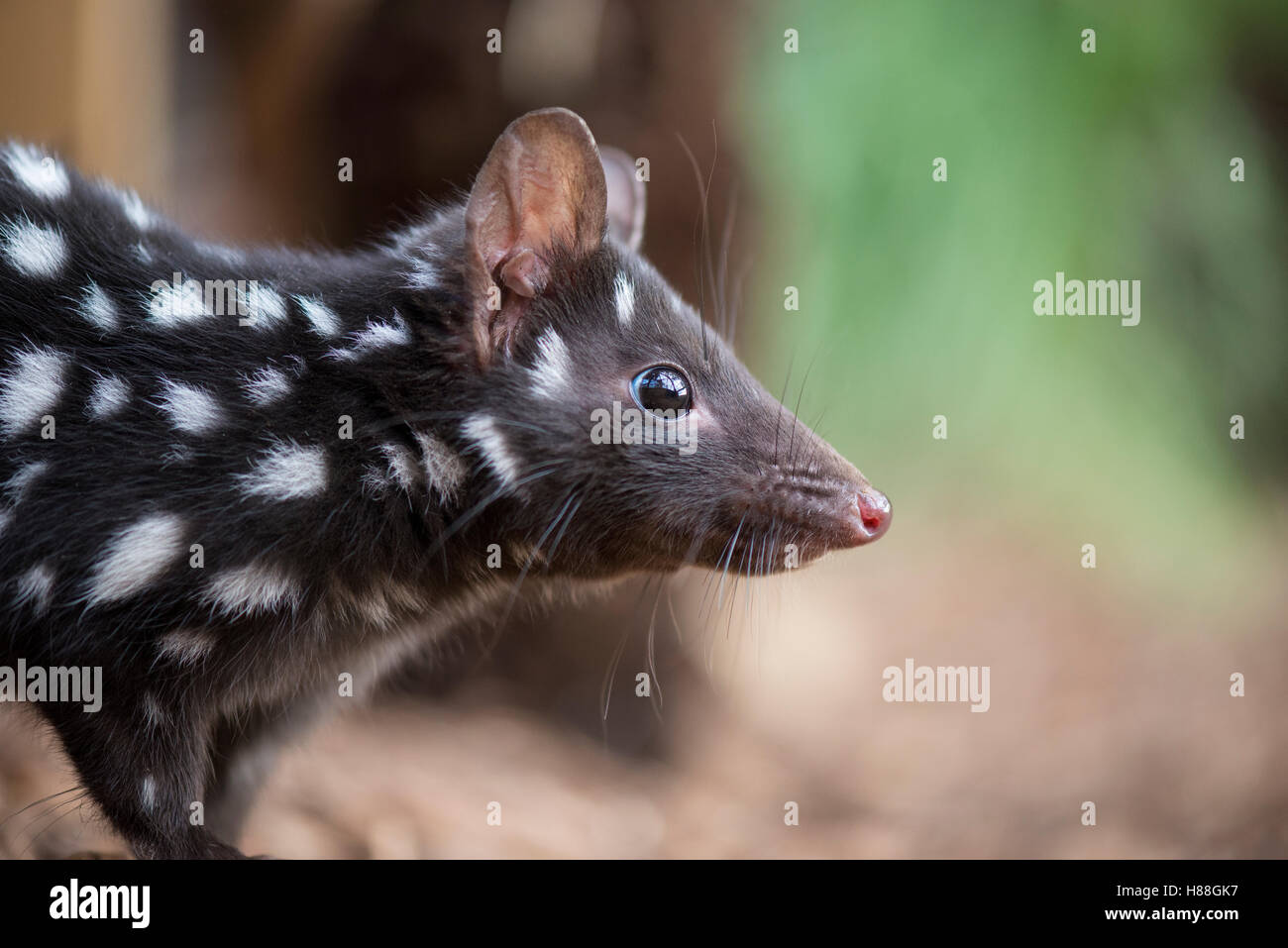 Eastern Quoll (Dasyurus viverrinus), Bonorong Wildlife Sanctuary ...