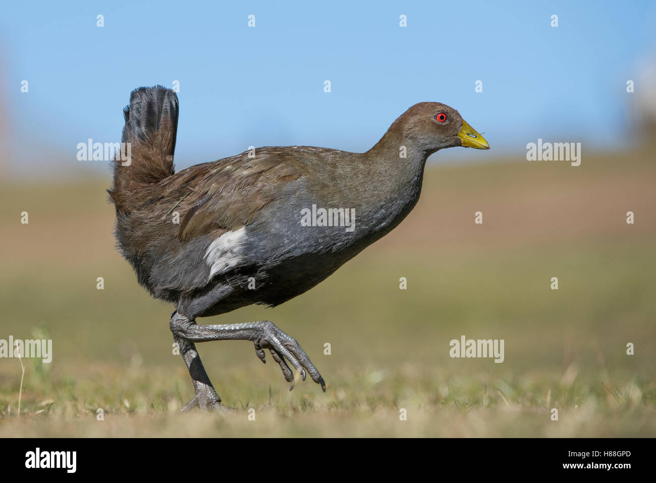 Tasmanian Native-hen (Tribonyx mortierii) running, Maria Island ...