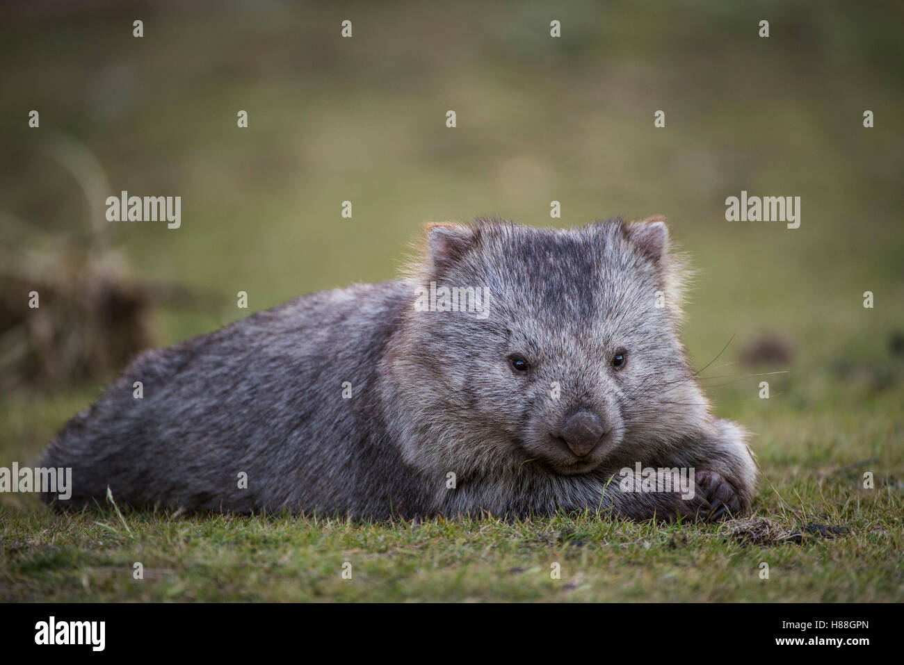 Common Wombat (Vombatus ursinus), Maria Island National Park, Tasmania ...