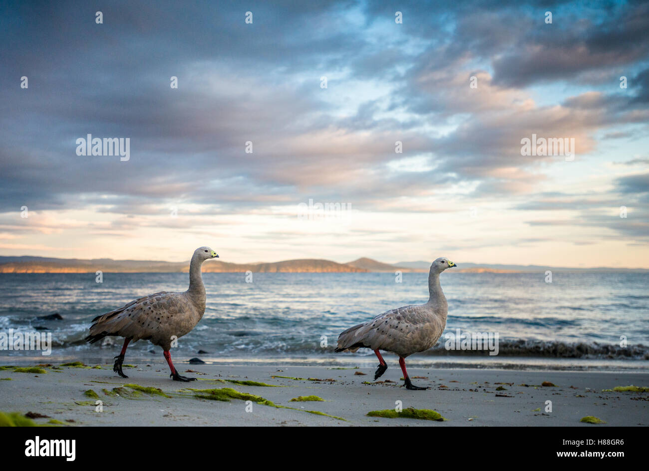 Cape Barren Goose (Cereopsis novaehollandiae) pair on beach, Maria ...
