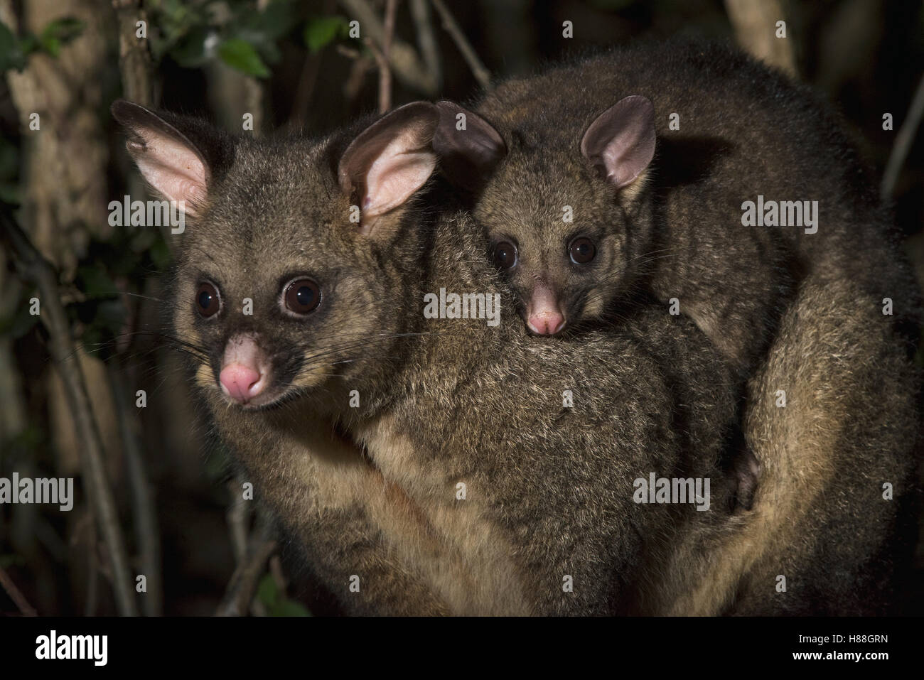 Common Brush-tailed Possum (Trichosurus vulpecula) mother with young at ...