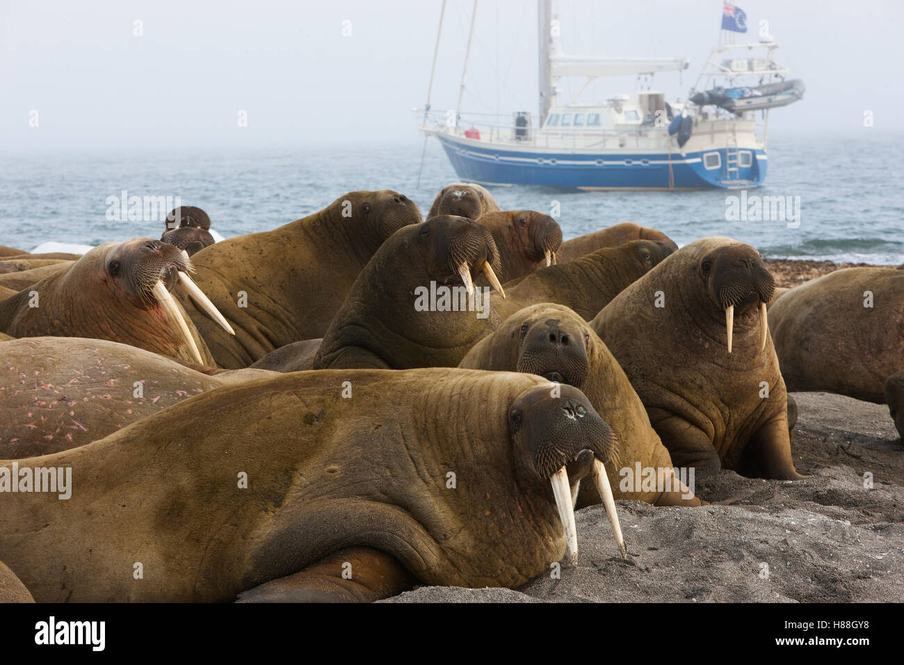 Walrus (Odobenus rosmarus) group on beach with ship in background ...