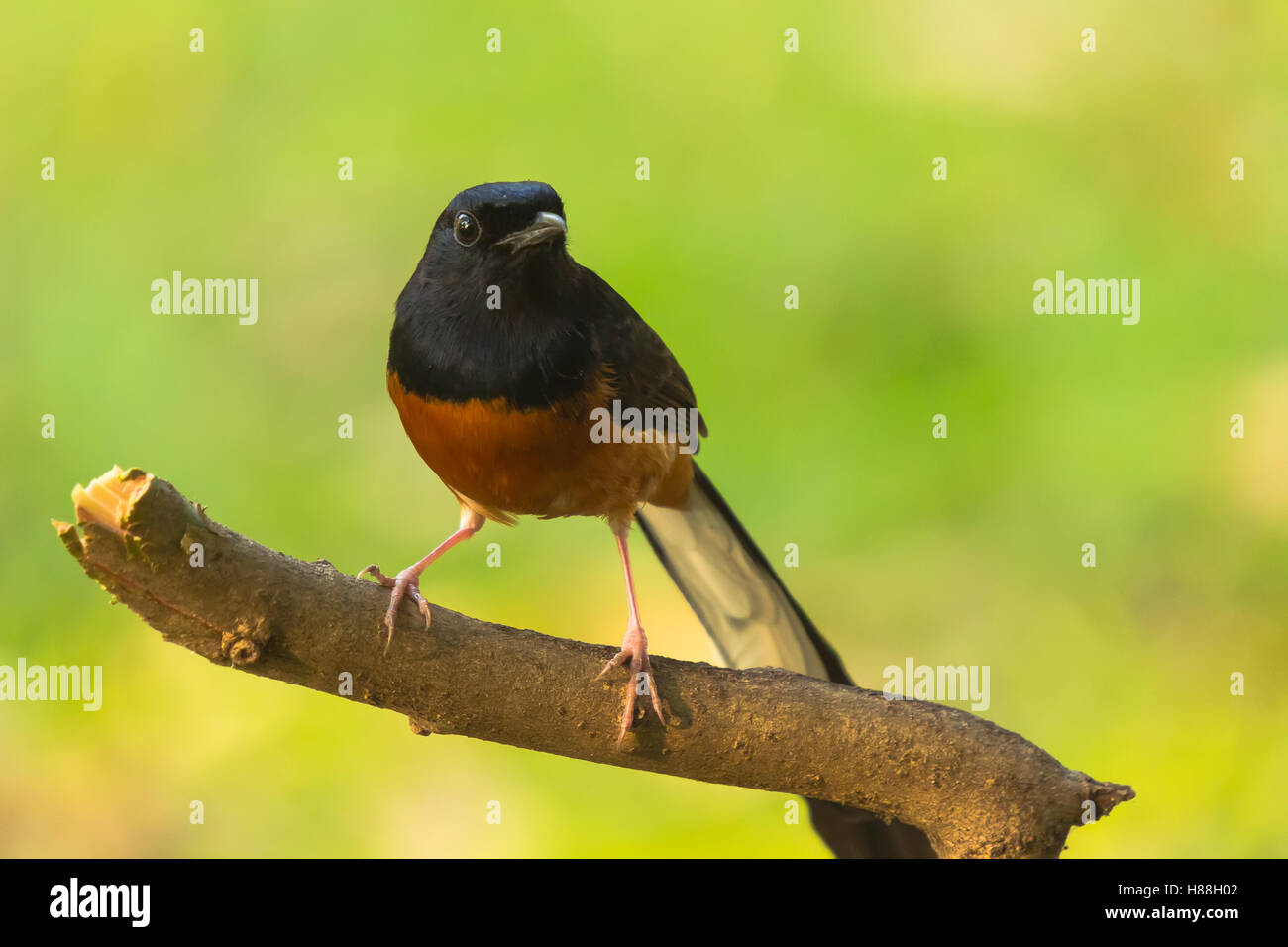 Shama Bird High Resolution Stock Photography and Images - Alamy