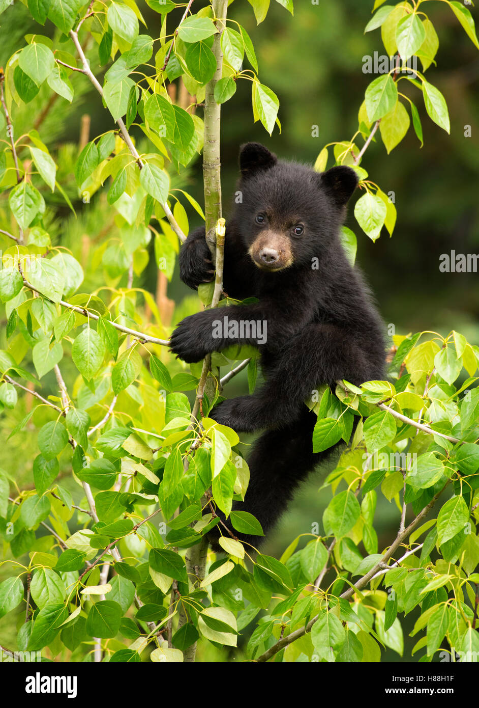 Black Bear (Ursus americanus) cub in tree, North America Stock Photo ...