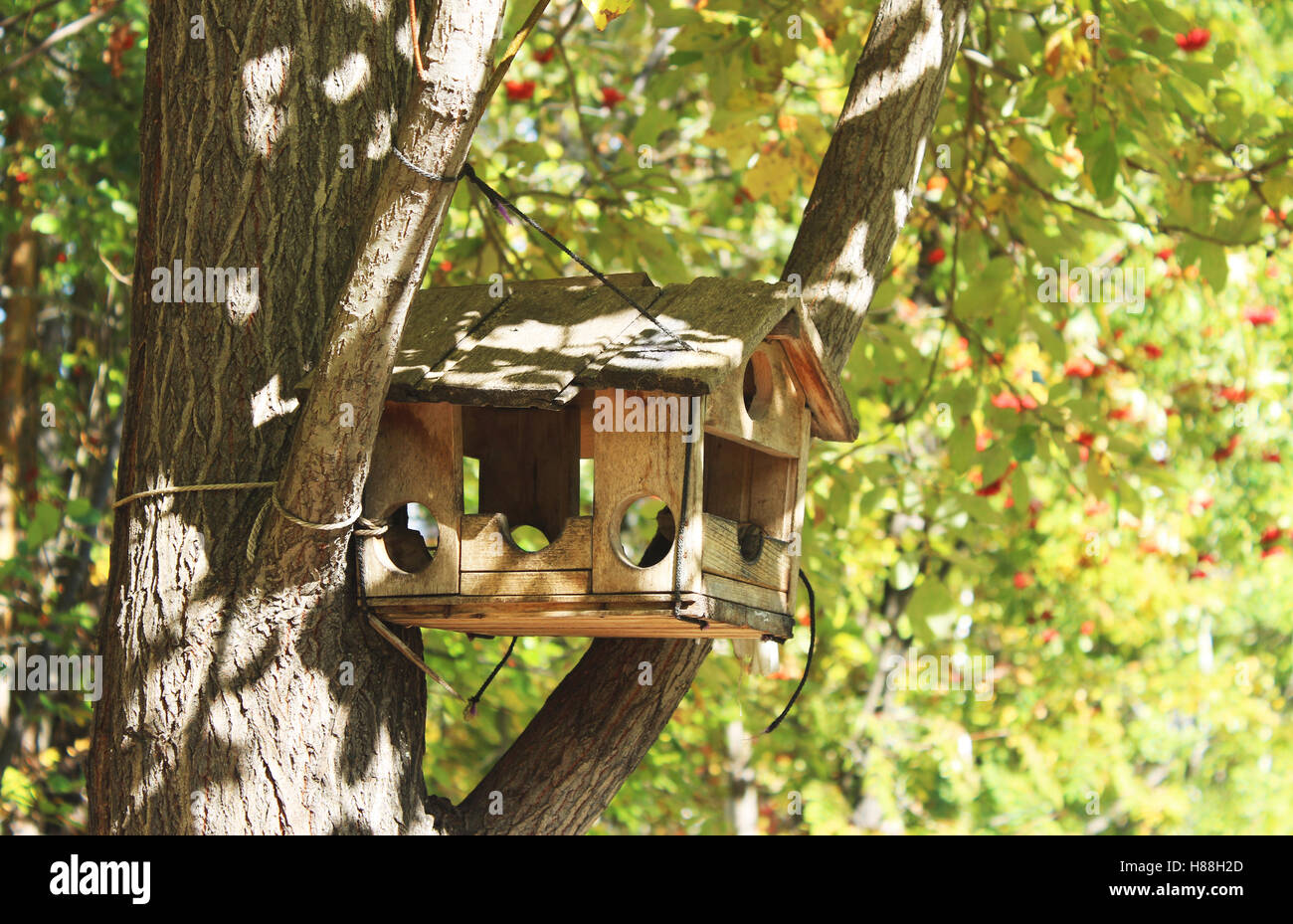 Birdhouse on a tree in a forest in autumn Stock Photo - Alamy