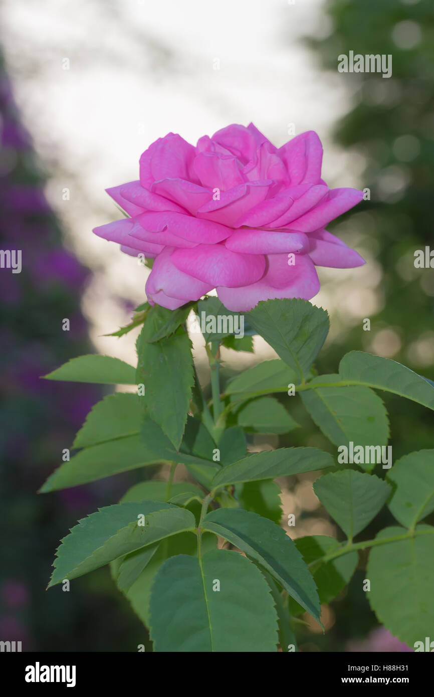 Beautiful Pink Rose in the garden Stock Photo - Alamy
